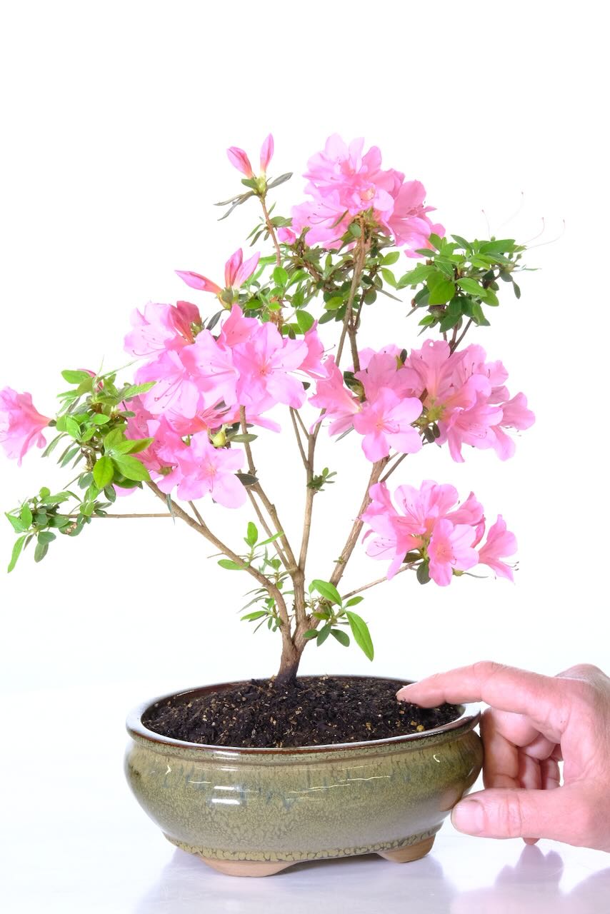 Azalea Bonsai Tree - Japanese Bonsai Pink Flowers UK
