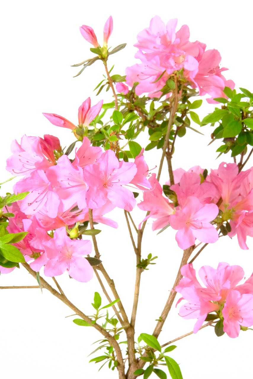 Azalea Bonsai Tree - Japanese Bonsai Pink Flowers UK