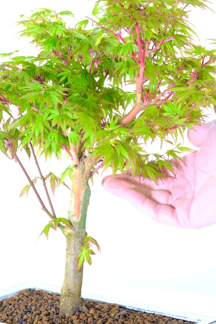 Acer Bonsai Tree for sale | Beautiful orange & red stems