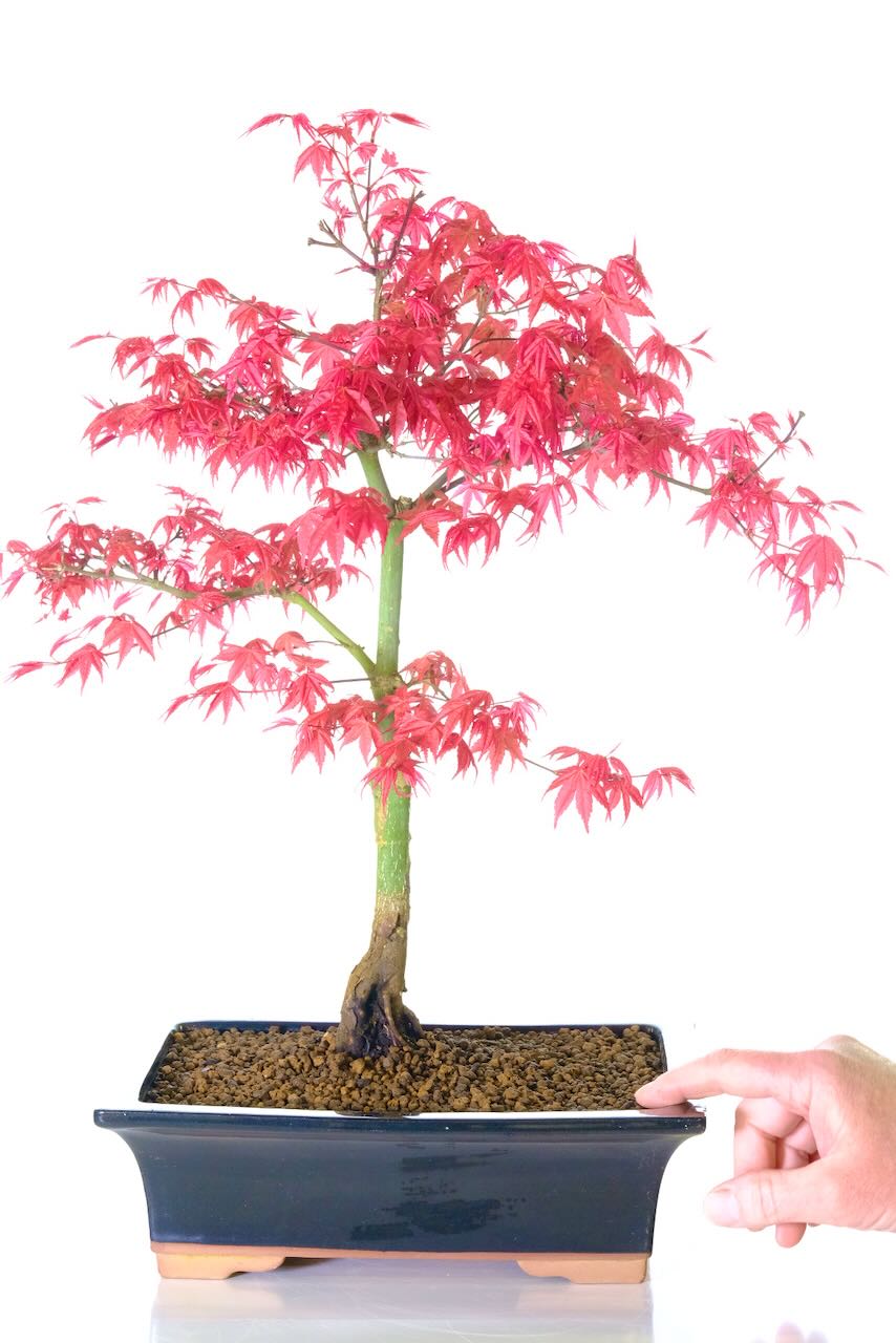 Red Maple Bonsai Tree | Acer Palmatum Deshojo - Tall & Elegant