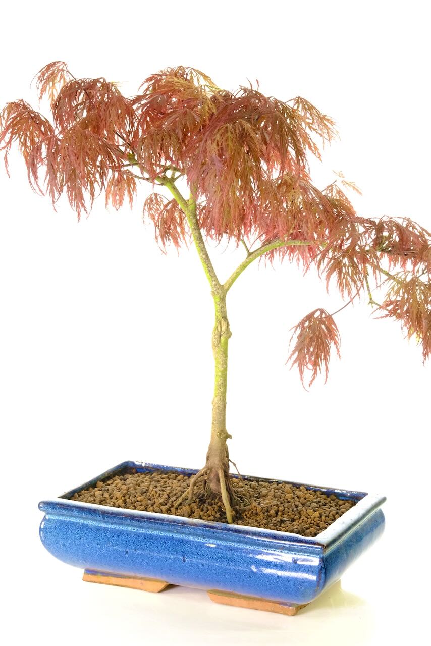 Vibrant Acer Palmatum Dissectum: Striking Outdoor Bonsai UK