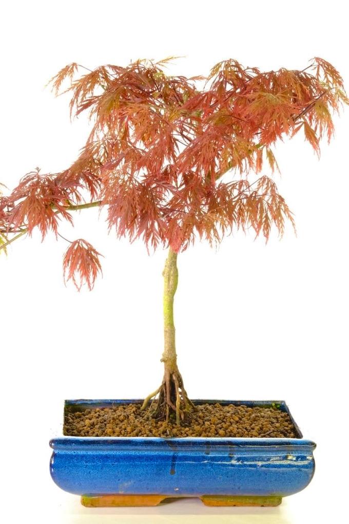 Vibrant Acer Palmatum Dissectum: Striking Outdoor Bonsai UK