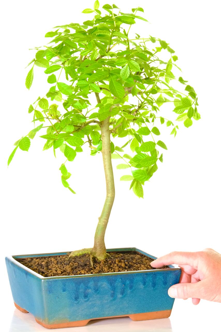 Ash Bonsai - A Captivating Symbol of Strength and Beauty UK