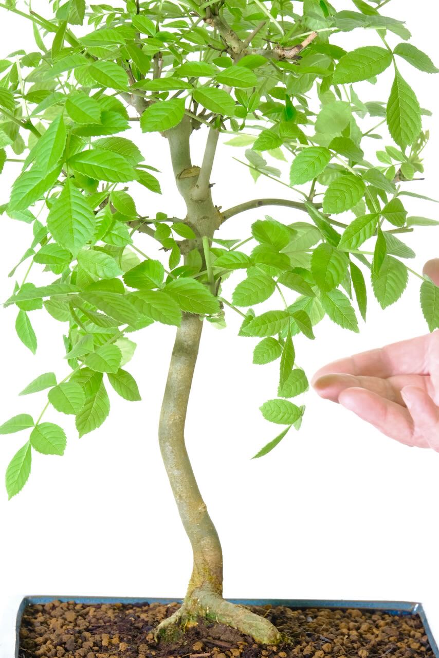 Ash Bonsai - A Captivating Symbol of Strength and Beauty UK