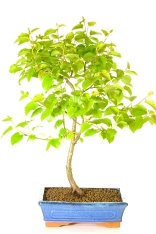 Silver Birch Bonsai Tree : Perfect Silver Wedding Gift Idea