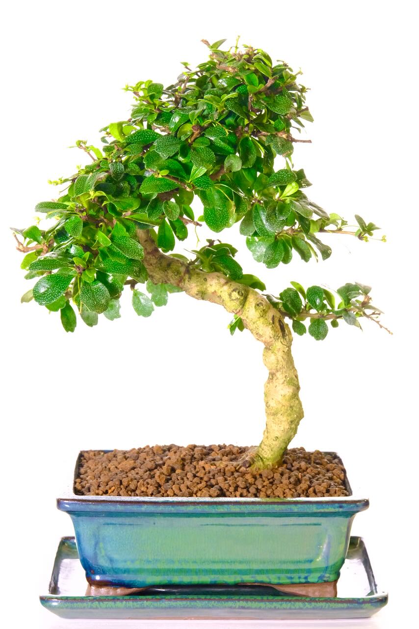 Beautiful Fukien Tea Tree Flowering Bonsai with Lush Foliage