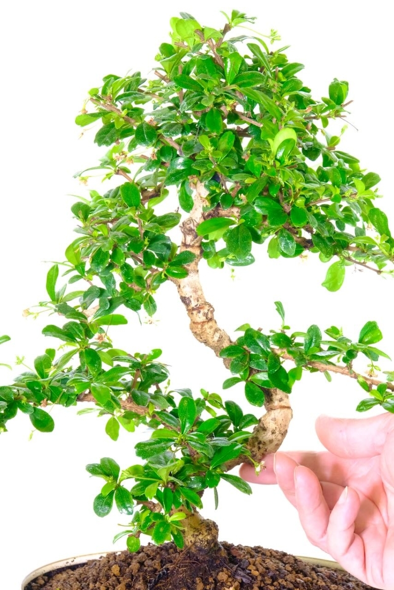Tea Tree Bonsai - Excellence Range Flowering Bonsai