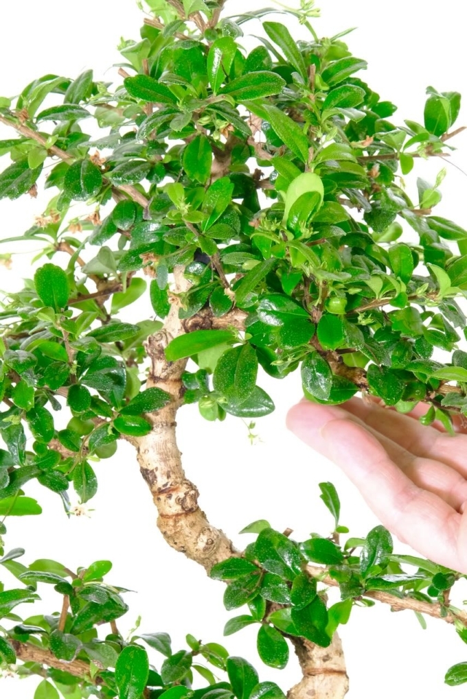 Tea Tree Bonsai - Excellence Range Flowering Bonsai