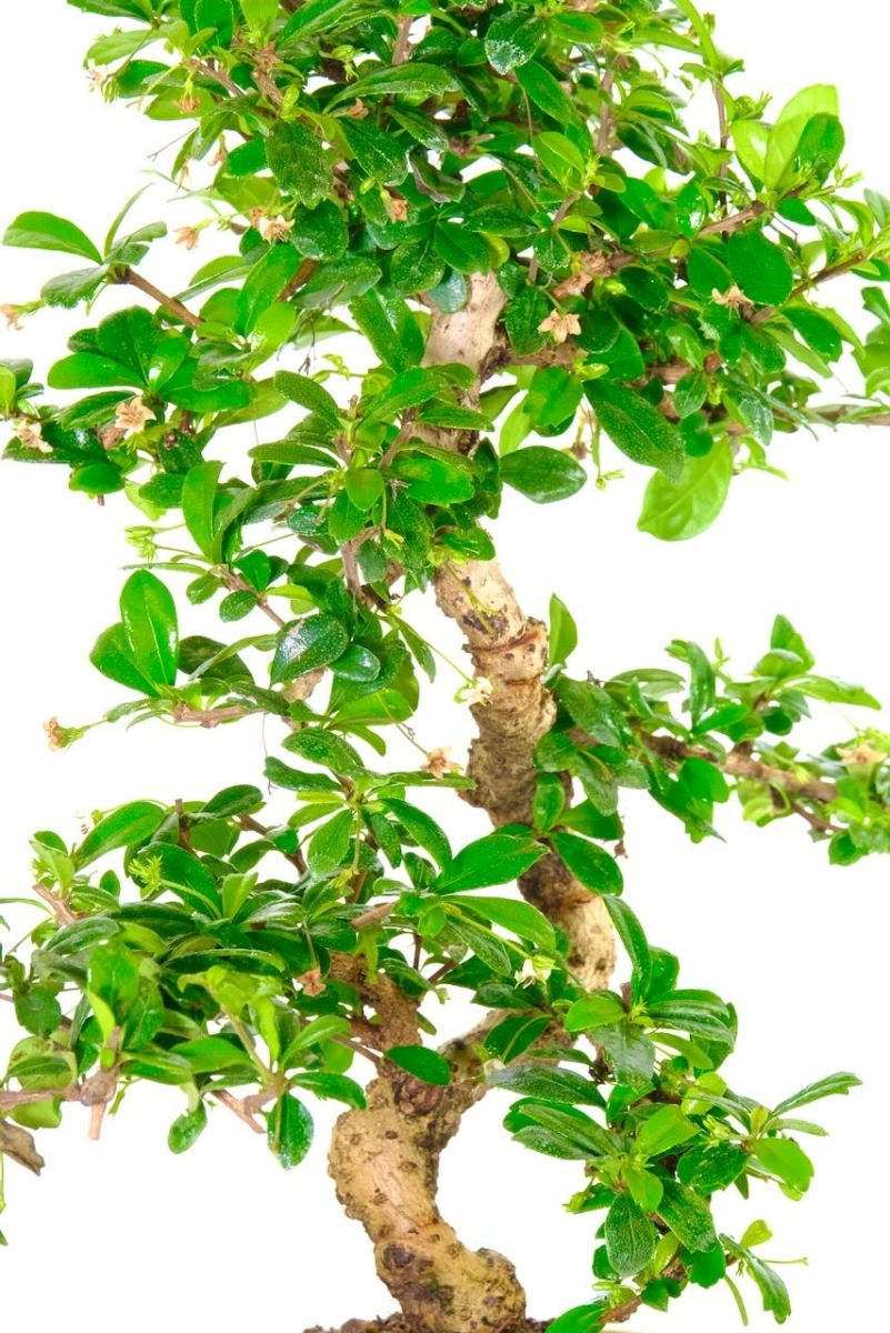 Tea Tree Bonsai - Excellence Range Flowering Bonsai