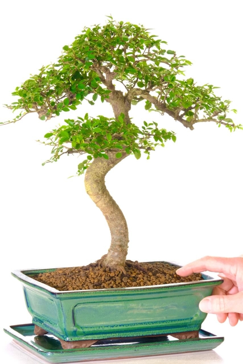 Mature Bonsai Tree for sale | Indoor Chinese Elm Bonsai UK