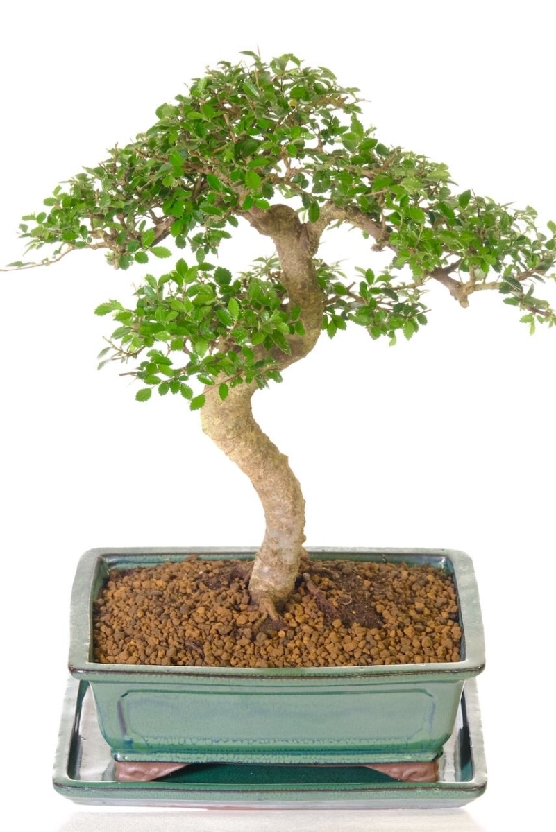 Mature Bonsai Tree for sale | Indoor Chinese Elm Bonsai UK