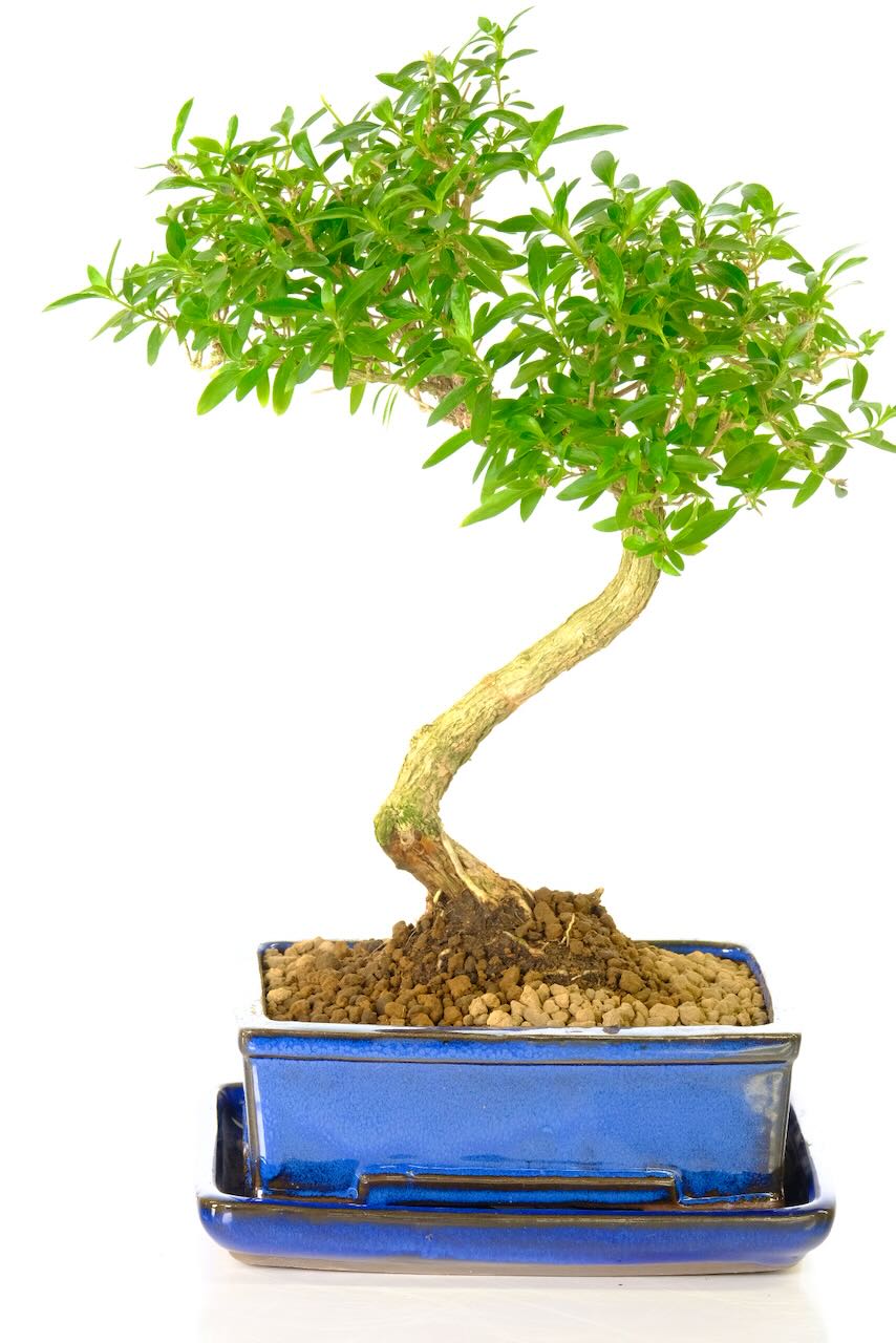 Bonsai Online | Delivered Direct to You - Sensational Bonsai