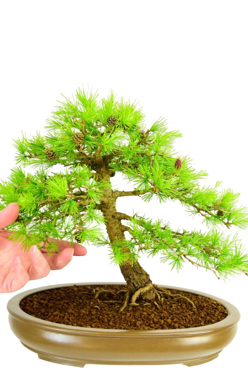 Larch Bonsai Tree - Specimen Bonsai with Phenomenal Design