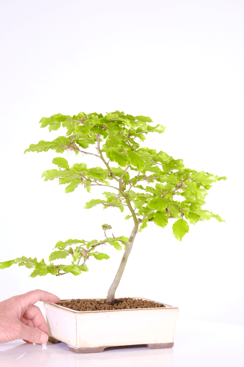 Hardy Bonsai Tree | The Exquisite Beech Bonsai UK