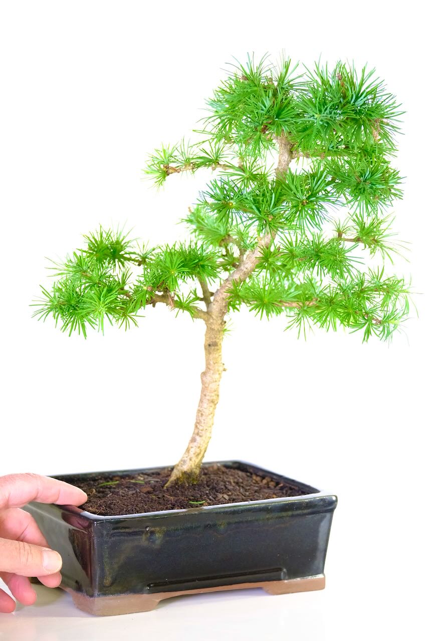 Larch Bonsai Tree | Graceful design in sea-blue pot -FREE delivery