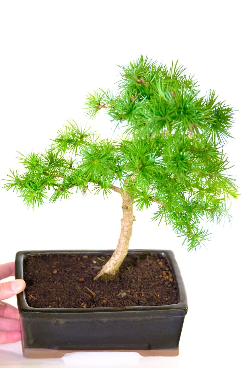 Larch Bonsai Tree | Graceful design in sea-blue pot -FREE delivery