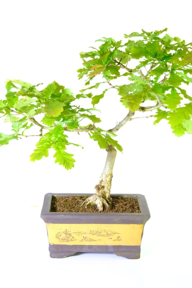 Quercus Robur Oak Bonsai Tree UK | Hardy 17 year old Bonsai