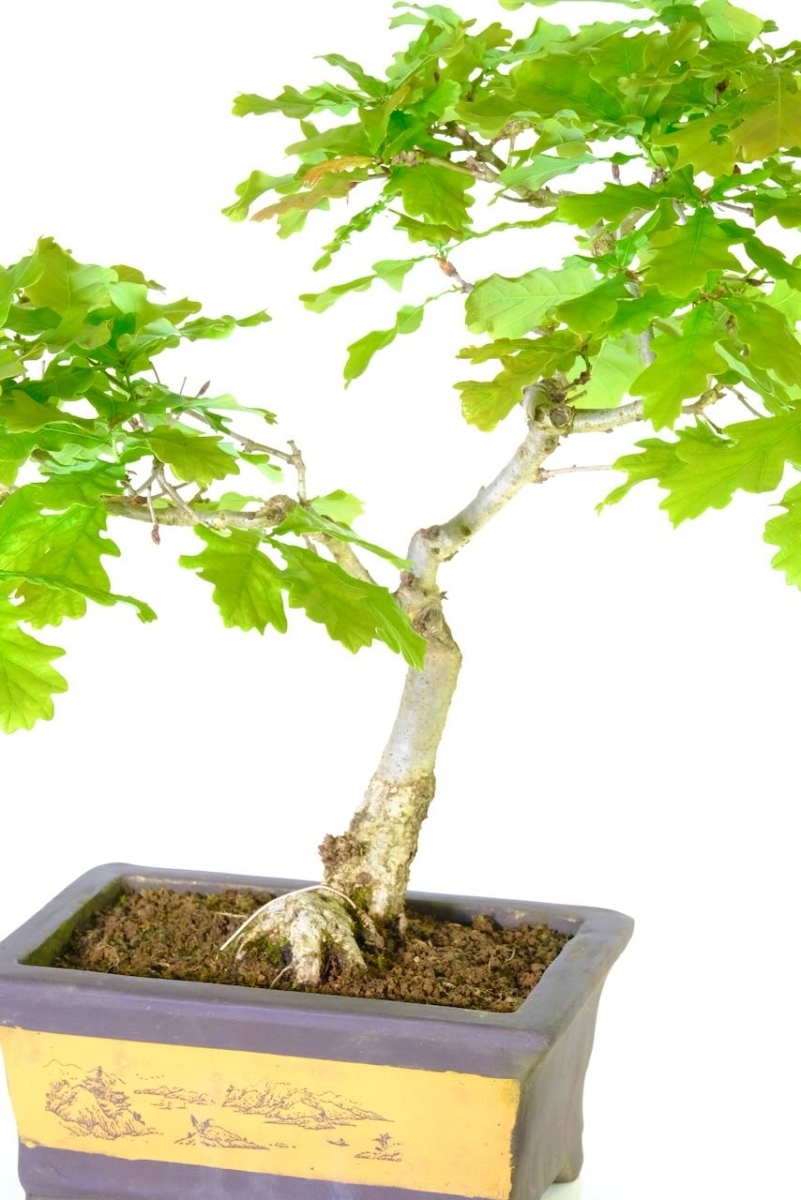 Quercus Robur Oak Bonsai Tree UK | Hardy 17 year old Bonsai