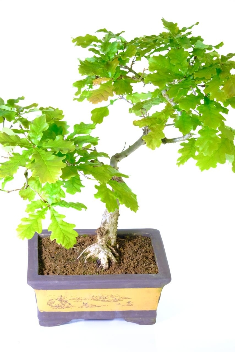Quercus Robur Oak Bonsai Tree UK | Hardy 17 year old Bonsai