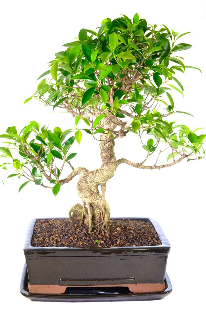 Specimen Indoor Big Ficus Bonsai - Easy care feature focal point