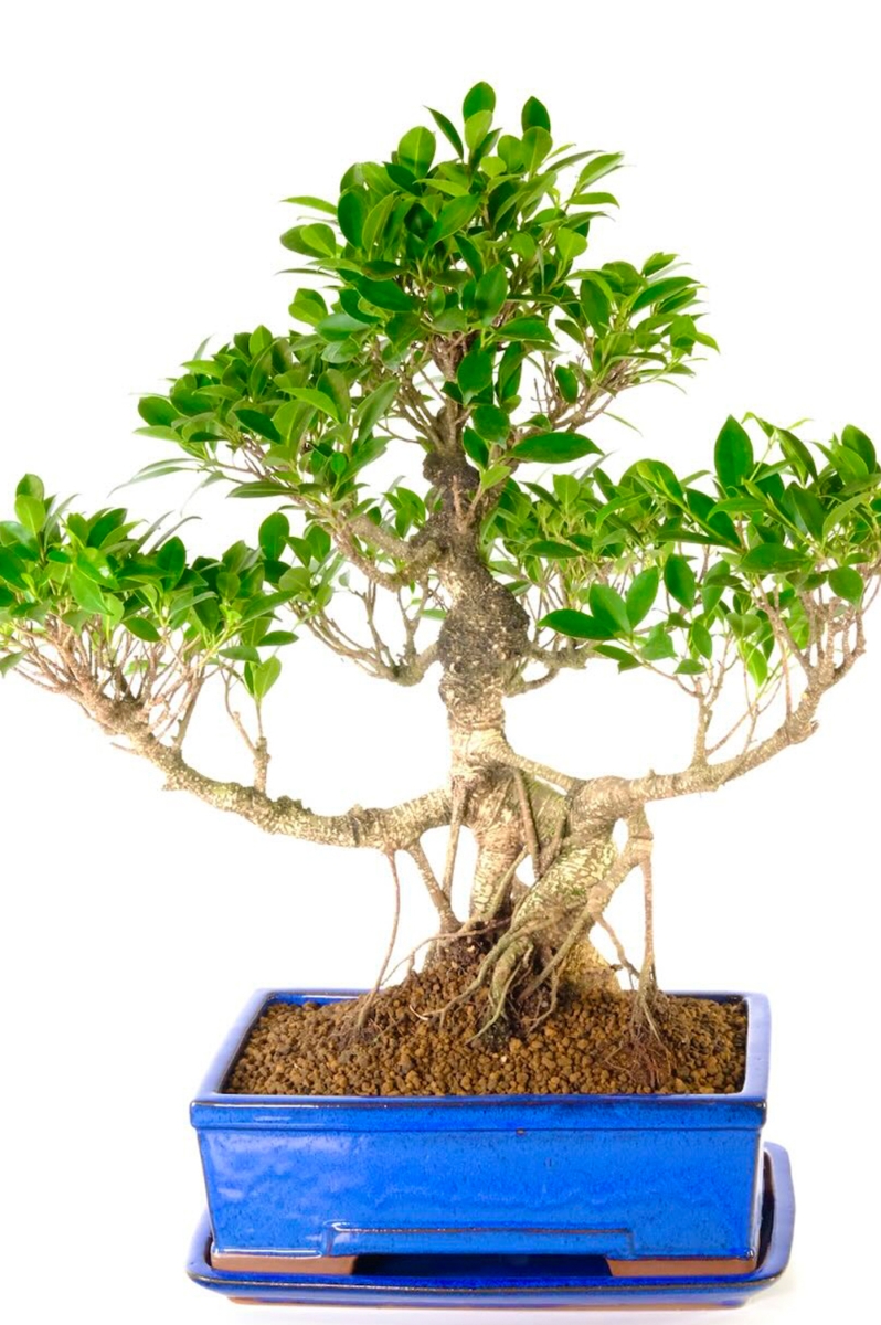 Extra Large Ficus Tree UK | 30 year old - Perfect For Beginners!
