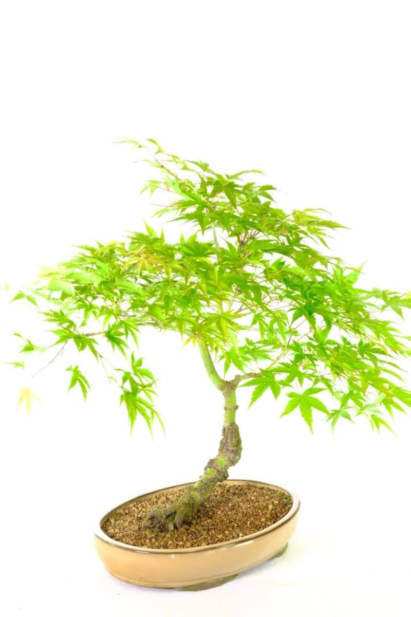 Japanese Rough Bark Arakawa Bonsai Specimen