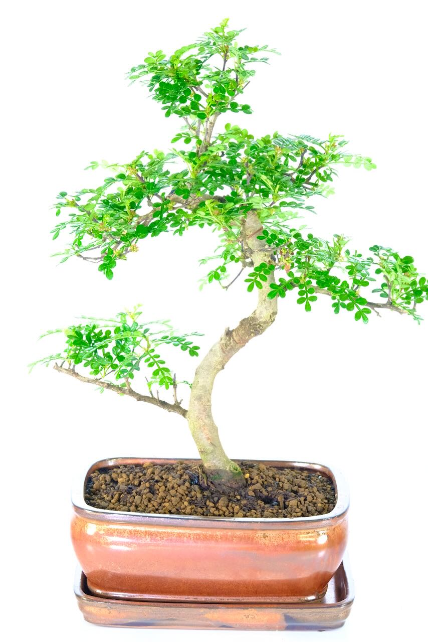 Scented Pepper Bonsai: 15-Year-Old Indoor Bonsai UK