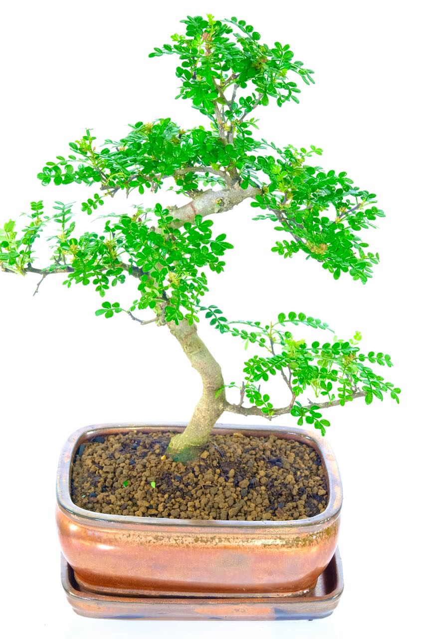 Scented Pepper Bonsai: 15-Year-Old Indoor Bonsai UK