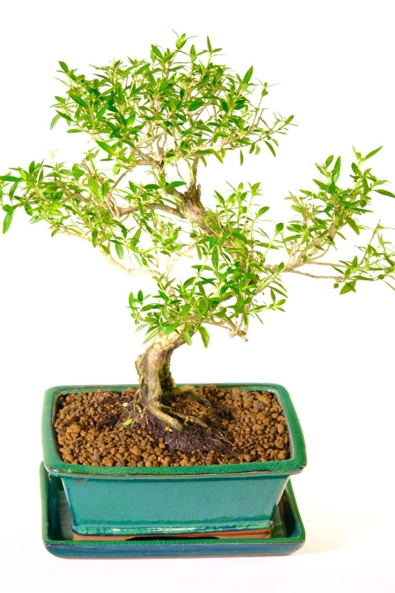 Thousand Stars Bonsai | Flowering Bonsai Tree - Rugged Beauty