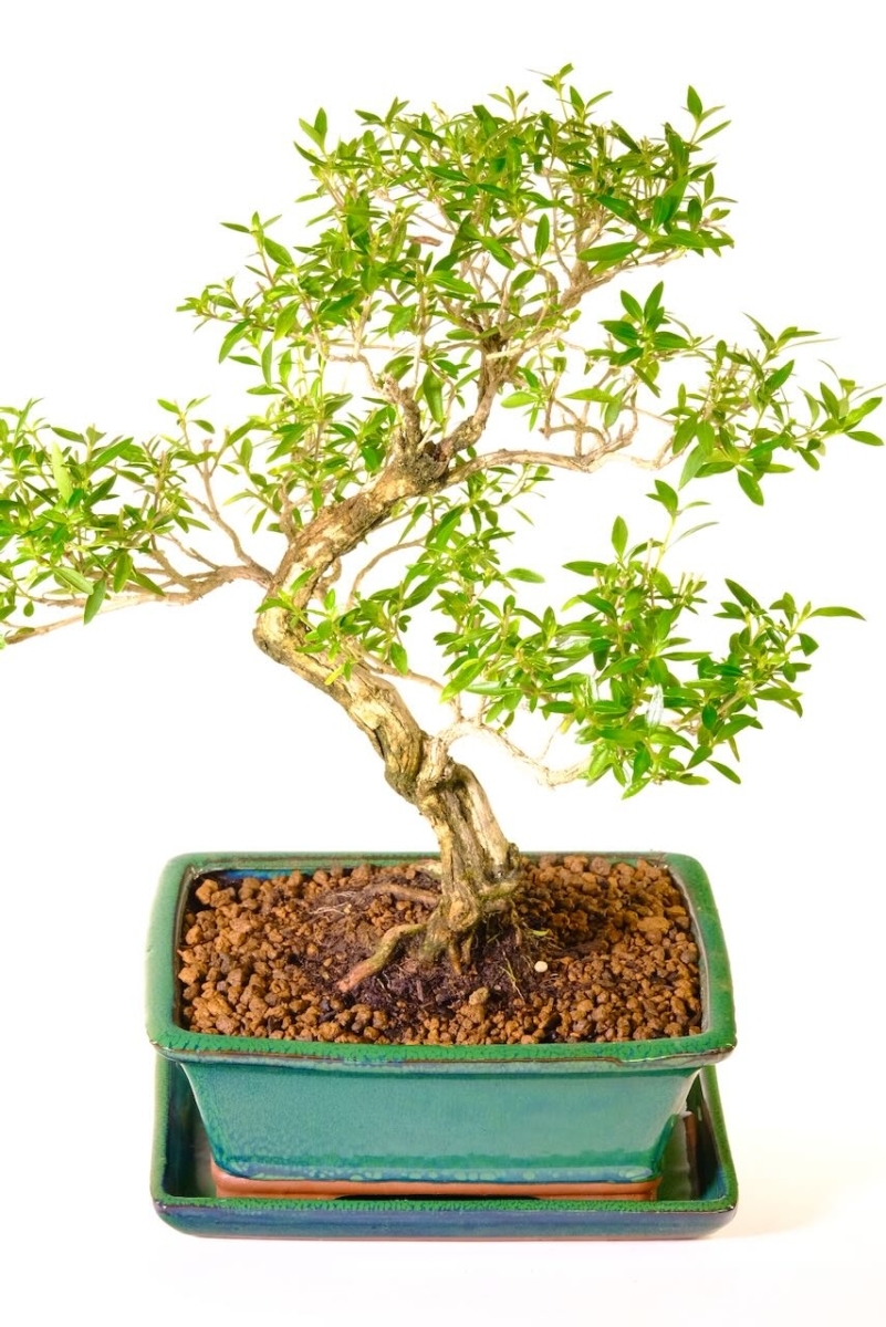 Thousand Stars Bonsai | Flowering Bonsai Tree - Rugged Beauty