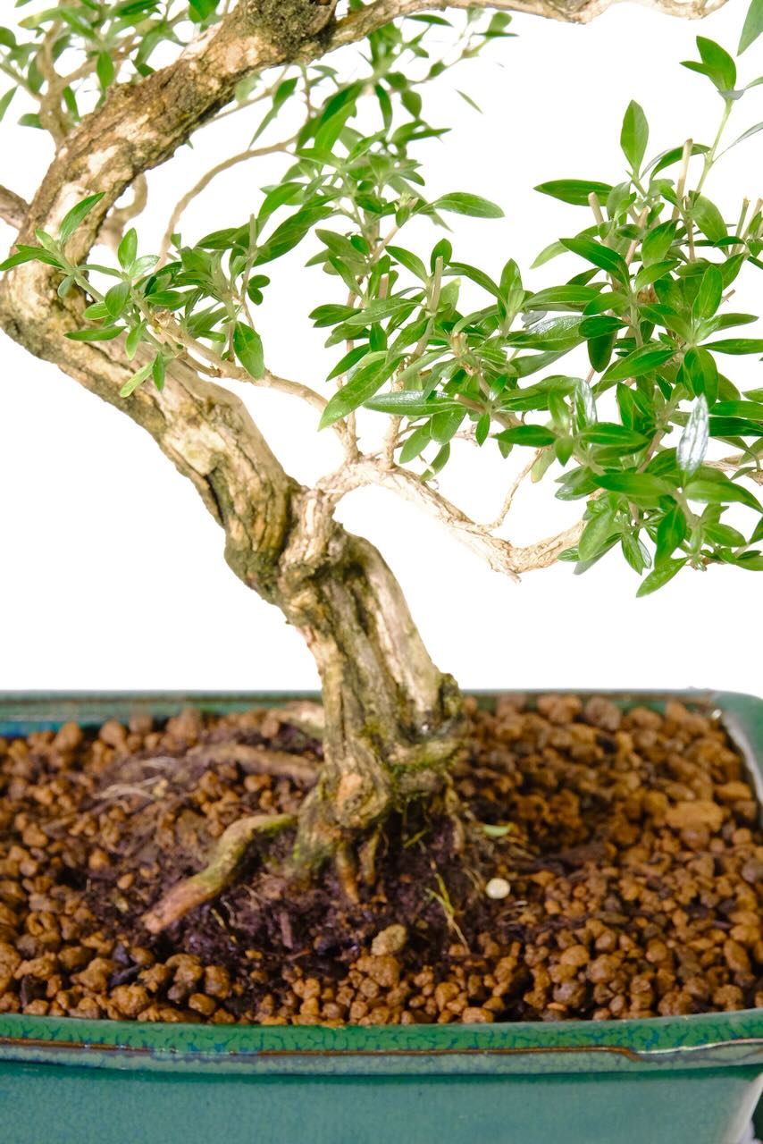 Thousand Stars Bonsai | Flowering Bonsai Tree - Rugged Beauty