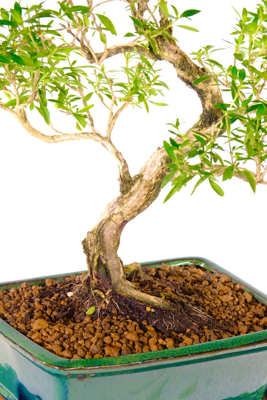 Thousand Stars Bonsai | Flowering Bonsai Tree - Rugged Beauty