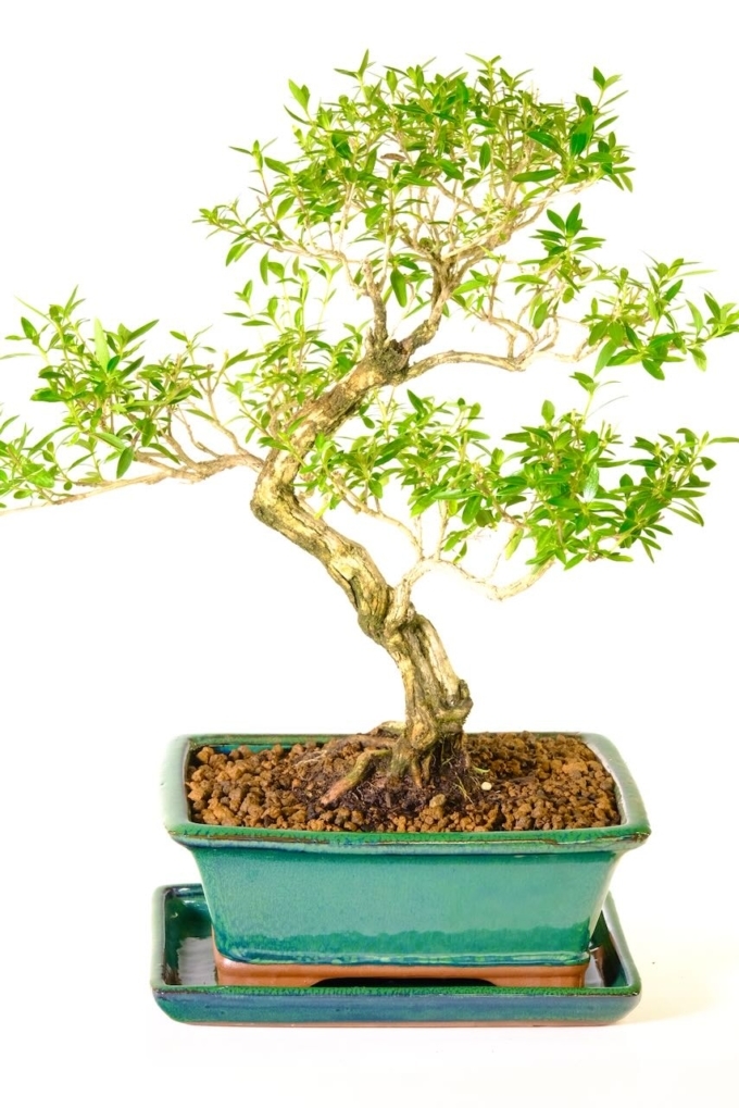 Thousand Stars Bonsai | Flowering Bonsai Tree - Rugged Beauty