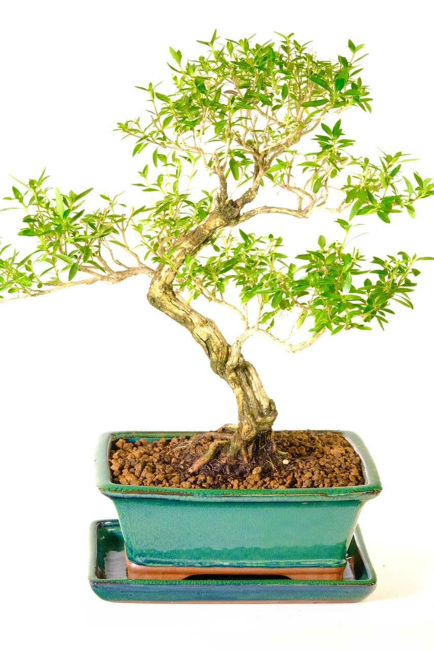 Thousand Stars Bonsai | Flowering Bonsai Tree - Rugged Beauty