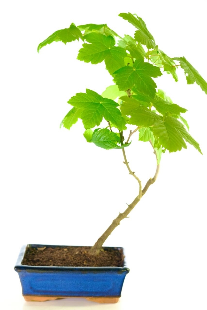 Outdoor Sycamore Tree - A Symbol of Strength and Beauty