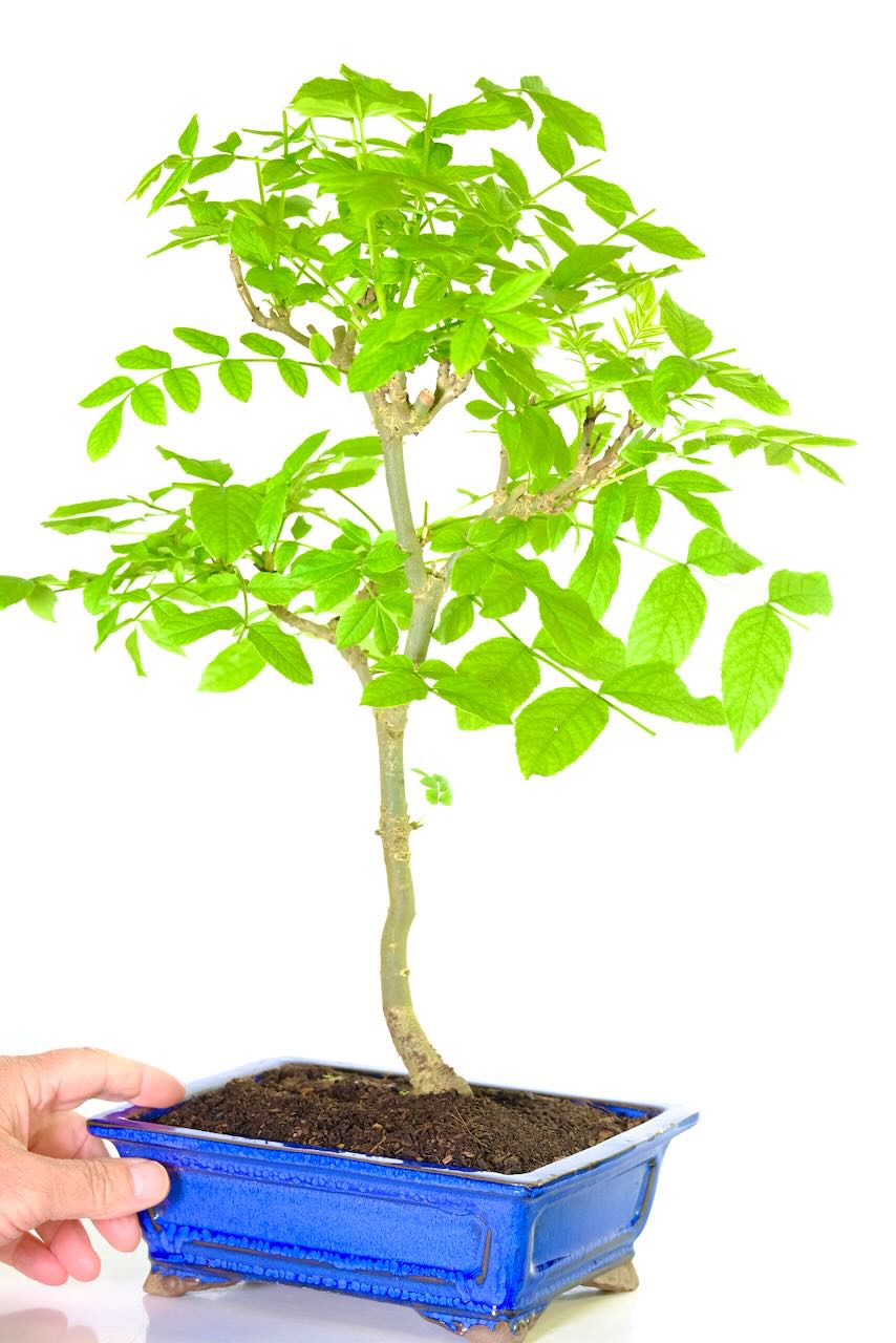 Exquisite Ash Young Bonsai Seedling: 8-Year-Old Beauty