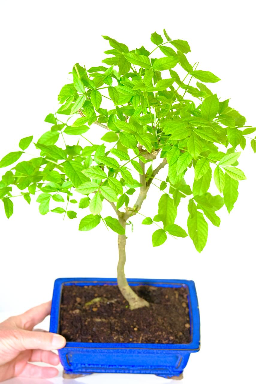 Exquisite Ash Young Bonsai Seedling: 8-Year-Old Beauty