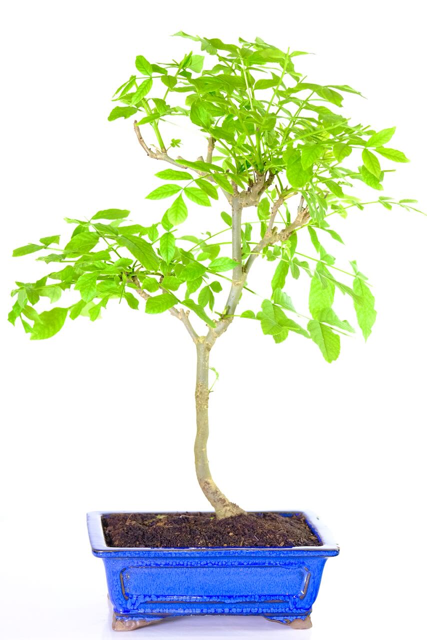 Exquisite Ash Young Bonsai Seedling: 8-Year-Old Beauty
