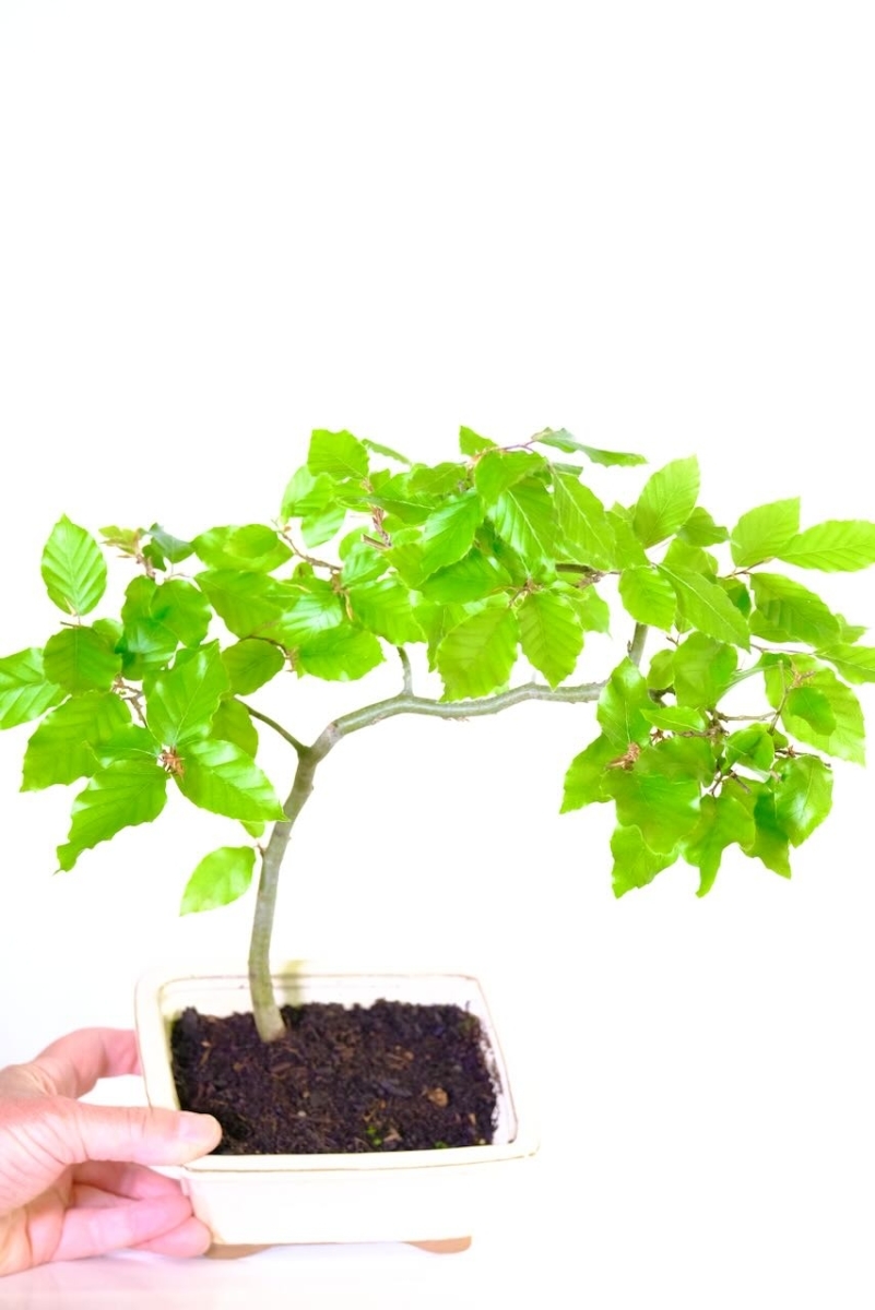 Fresh Beech (Fagus Sylvatica) Hardy Semi-Trained Starter Bonsai