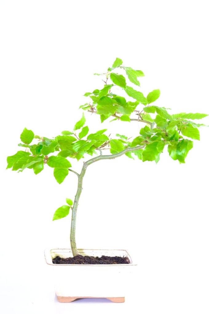 Fresh Beech (Fagus Sylvatica) Hardy Semi-Trained Starter Bonsai