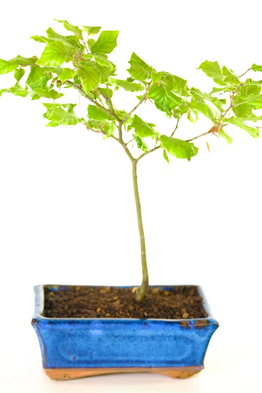 Young Starter Beech Tree with Slender Trunk