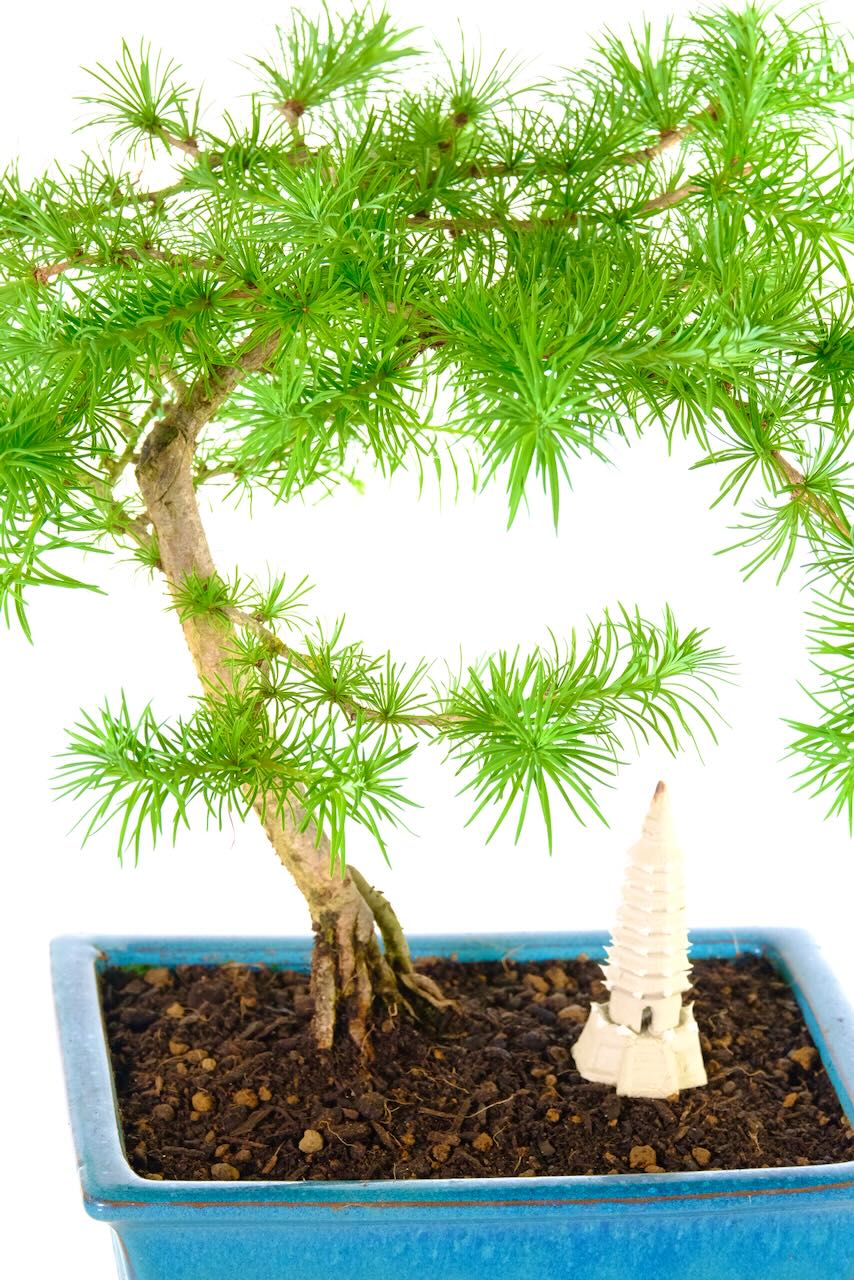 Pre-styled Starter Bonsai Larch for growing beautiful bonsai