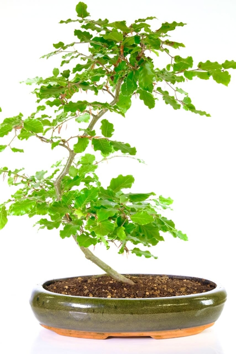 Green Beech Bonsai | Tall, Elegant & Impressive