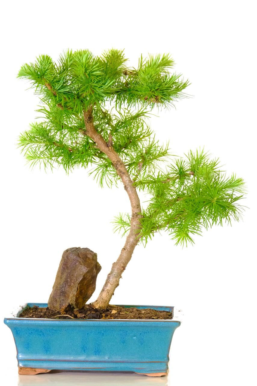 Larix Bonsai Tree (Larch) | Sea-Blue Pot & Nature Rock