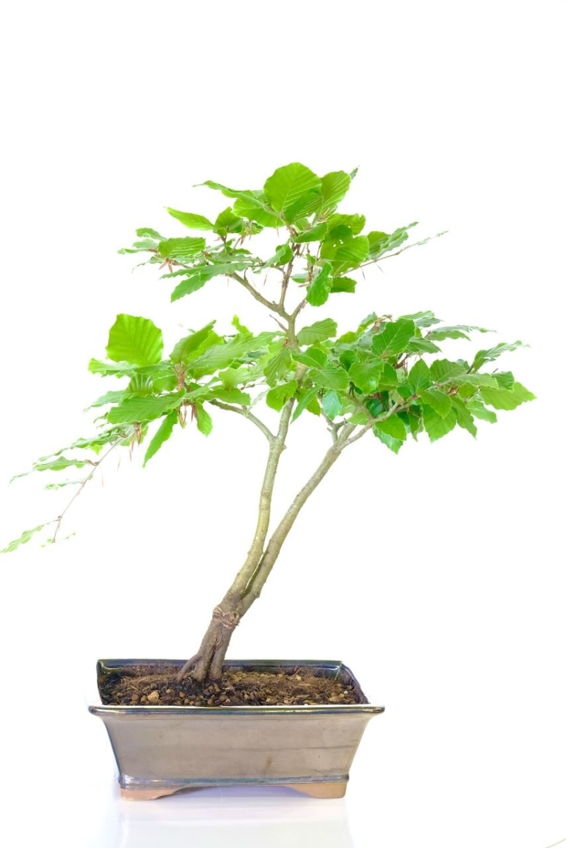Large Hardy Bonsai Tree | Amazing Twin Structure & Very Hardy