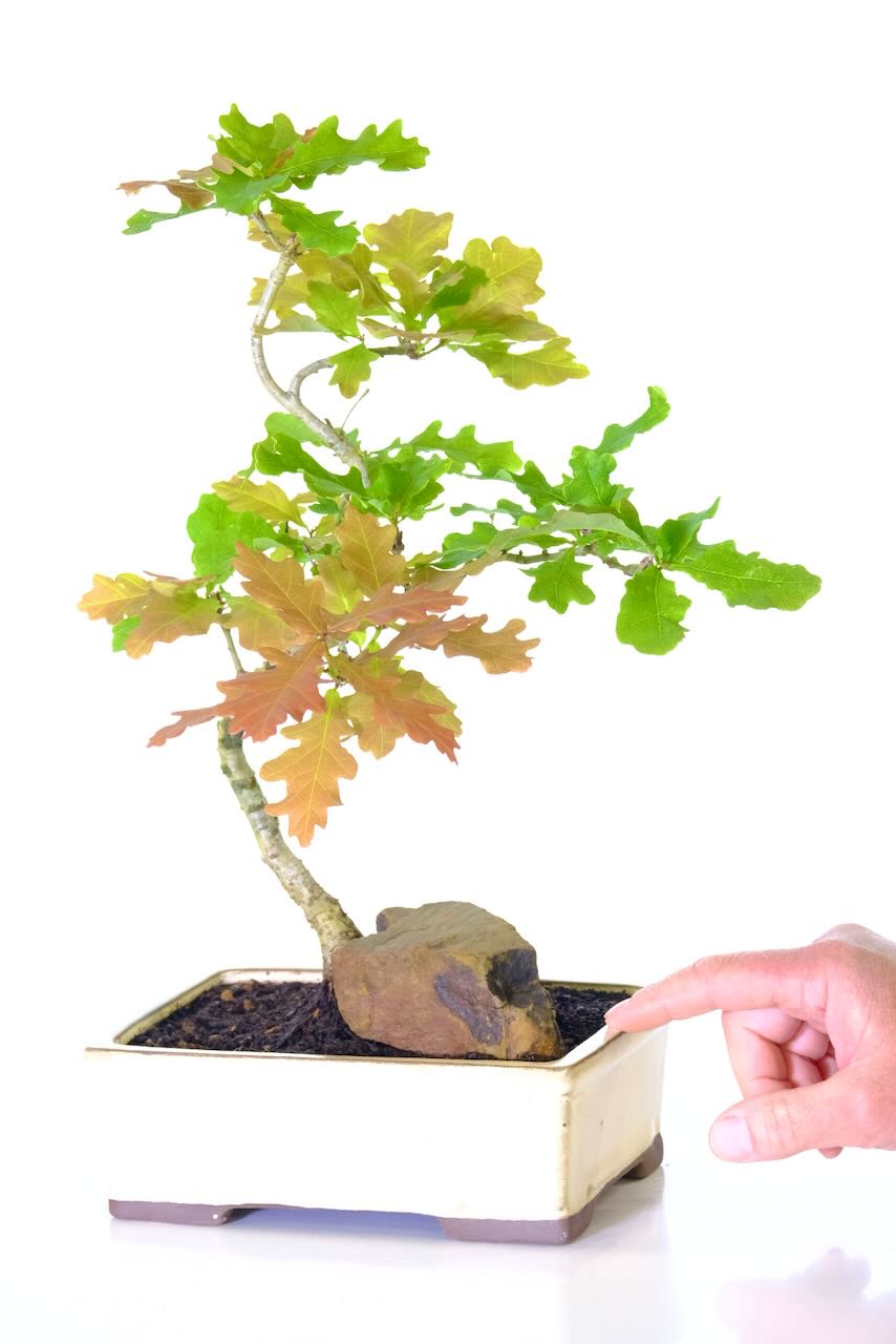 Oak Bonsai Tree- Gift of Natural Beauty UK | Very Hardy