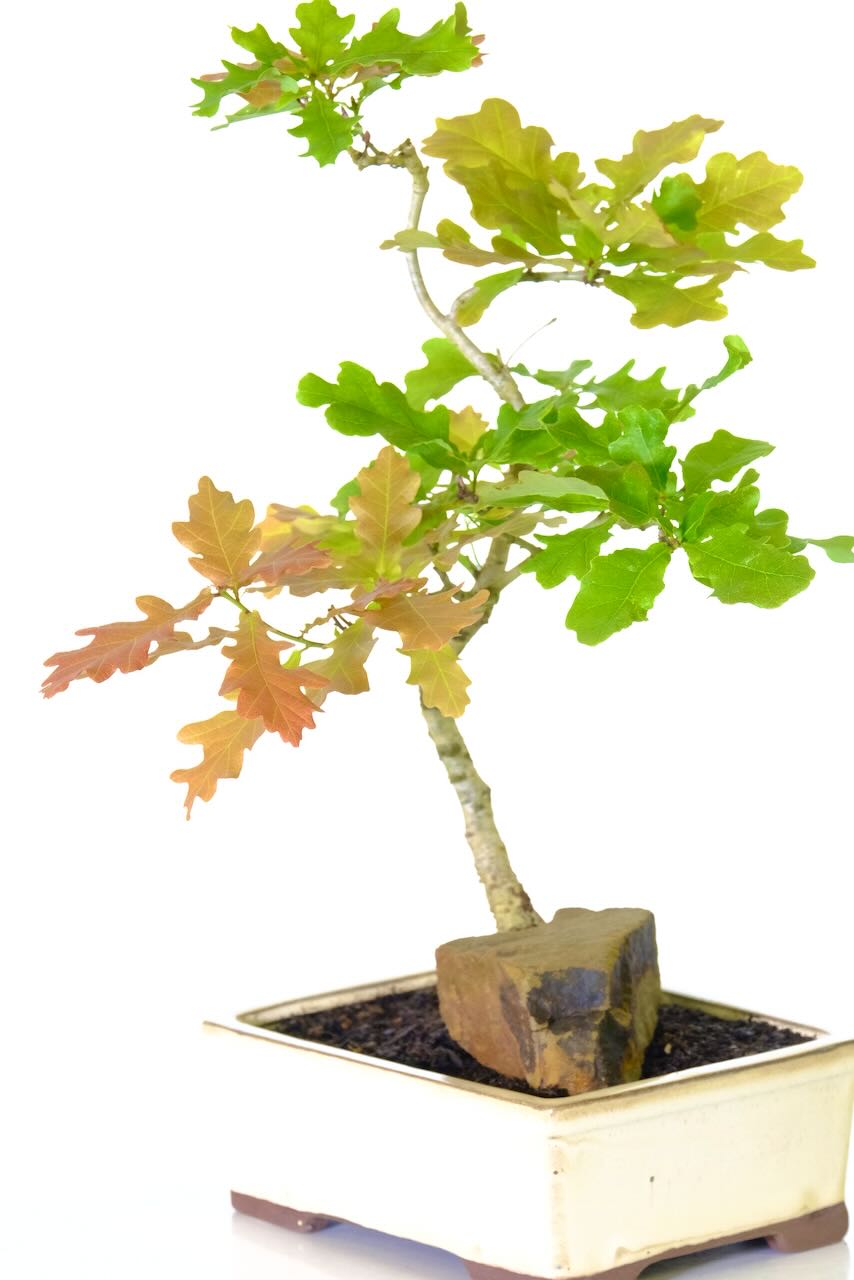 Oak Bonsai Tree- Gift of Natural Beauty UK | Very Hardy