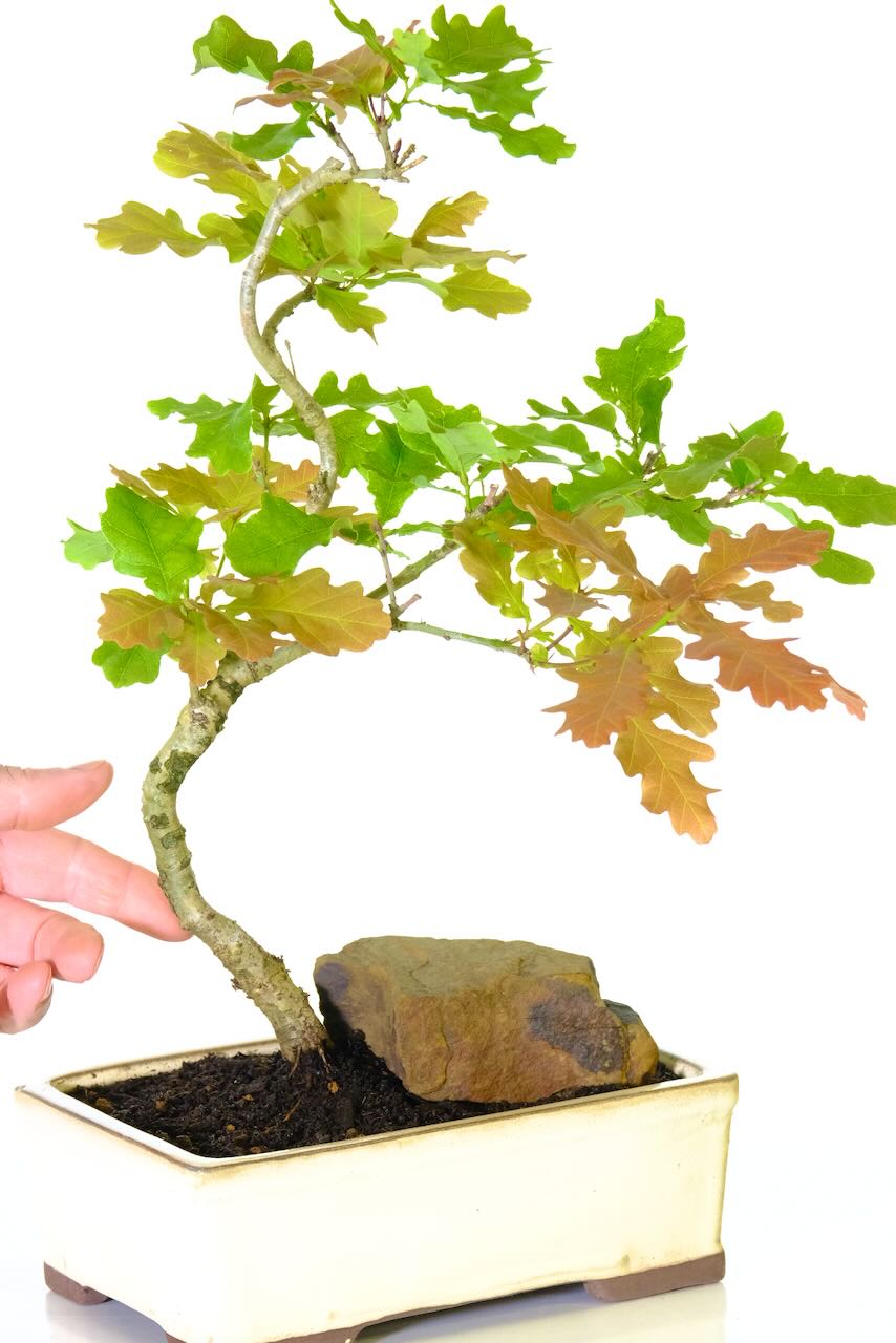Oak Bonsai Tree- Gift of Natural Beauty UK | Very Hardy