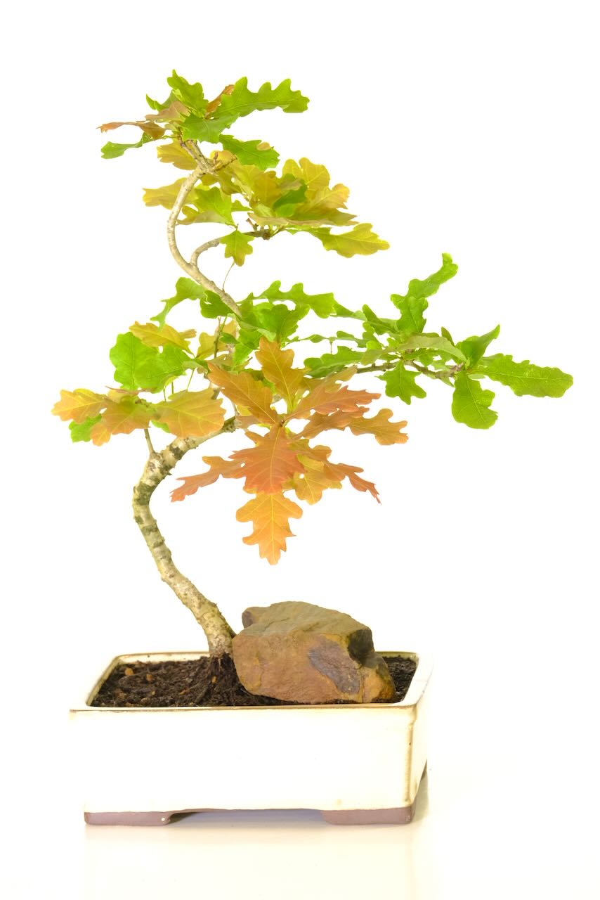 Oak Bonsai Tree- Gift of Natural Beauty UK | Very Hardy