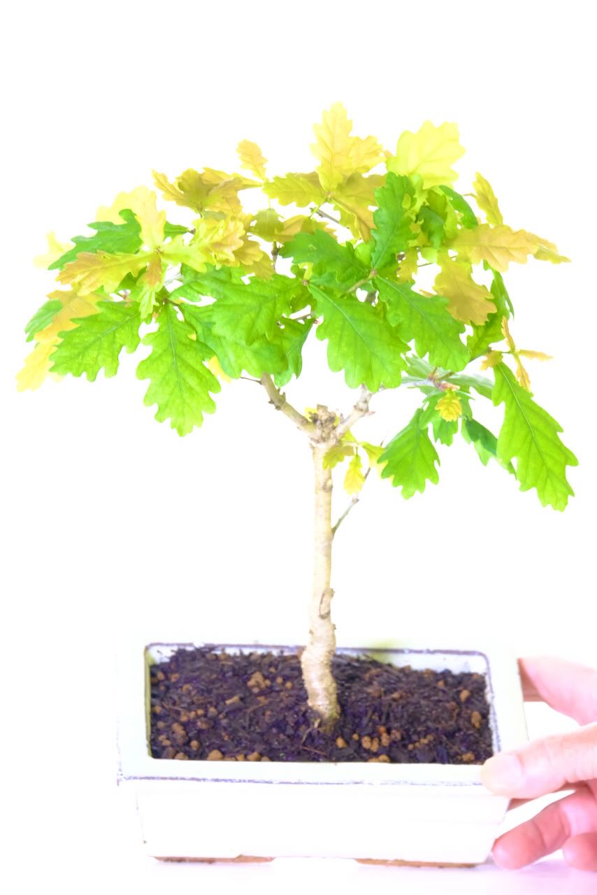 Mini Oak Bonsai Tree for Sale with Lobed Leaves UK